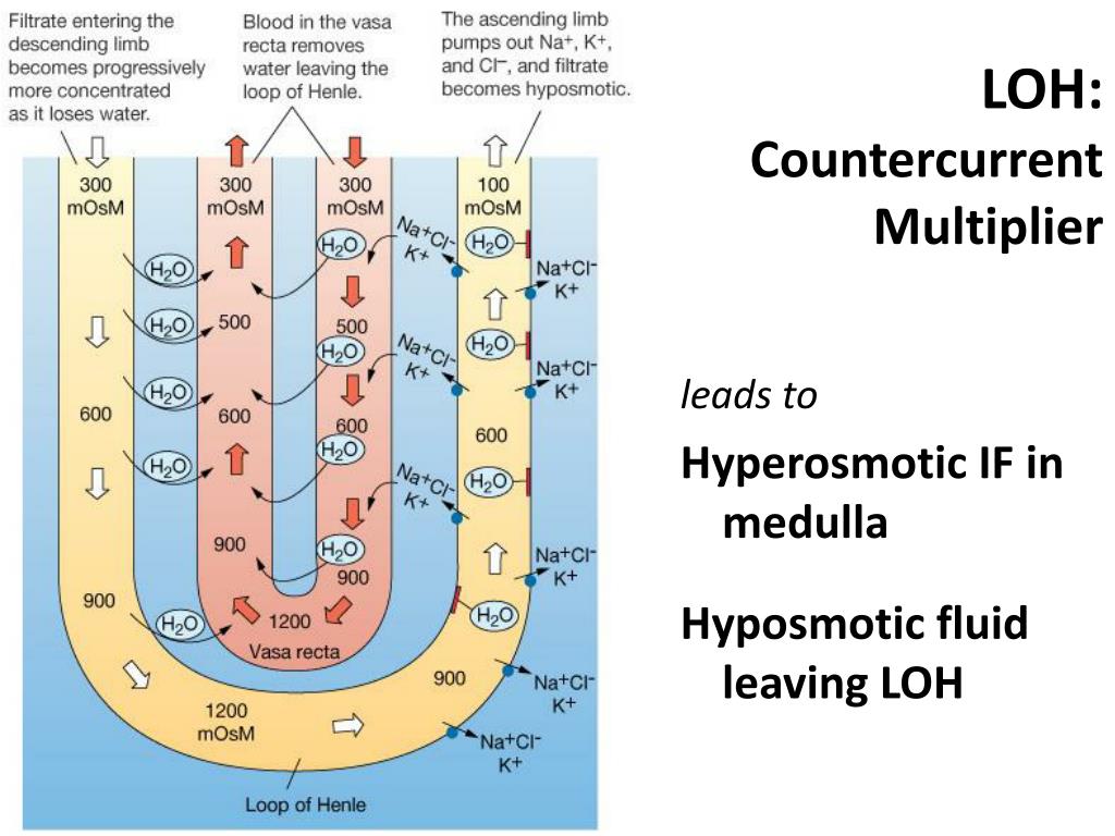 PPT - Ch 20 Integrative Physiology II Fluid & Electrolyte Balance ...
