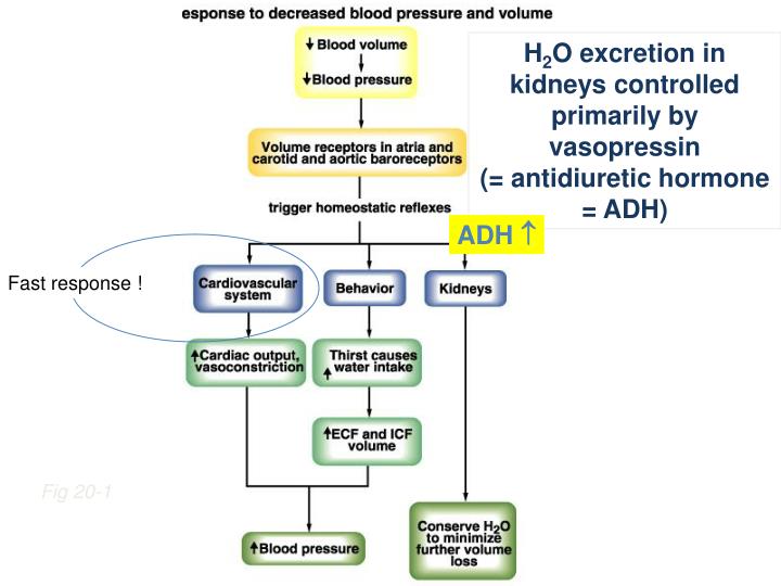 PPT - Ch 20 Integrative Physiology II Fluid & Electrolyte Balance ...