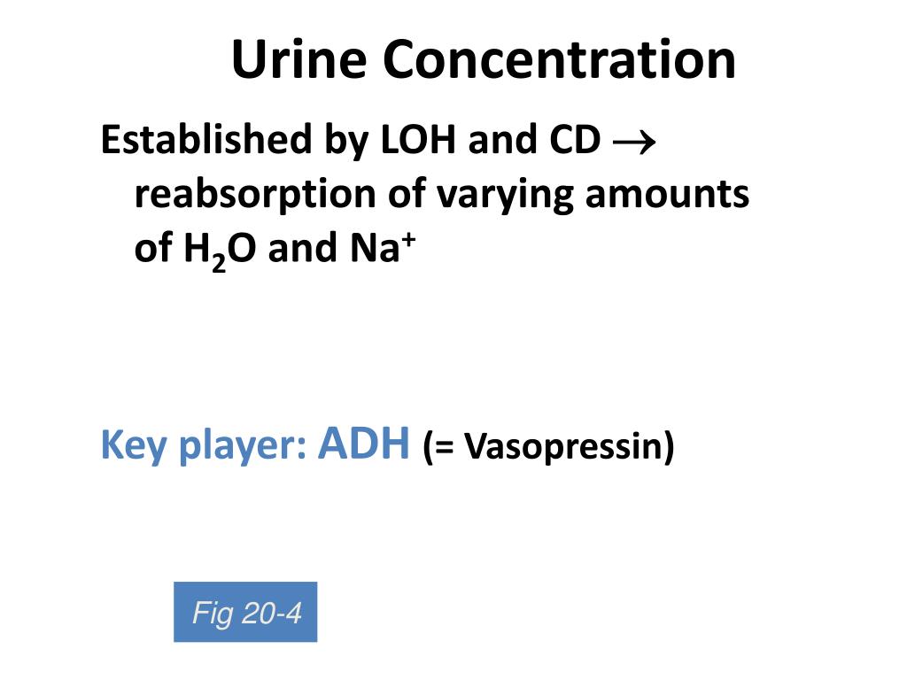 PPT - Ch 20 Integrative Physiology II Fluid & Electrolyte Balance ...
