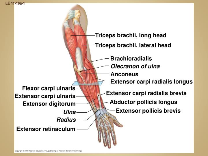 PPT - Gross Anatomy of the Mucular System PowerPoint Presentation - ID ...