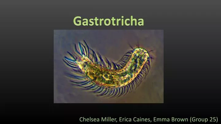 PPT - Gastrotricha PowerPoint Presentation, free download - ID:2770232