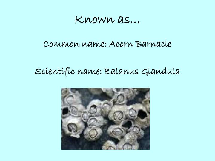 PPT - Acorn Barnacle PowerPoint Presentation - ID:2770259