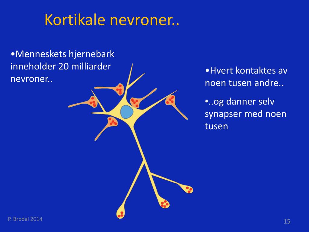 PPT - Hjernen – organet for hvem vi er og hva vi gjør PowerPoint ...