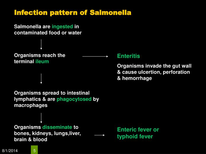 PPT - Typhoid fever is a life-threatening illness caused by S typhi ...