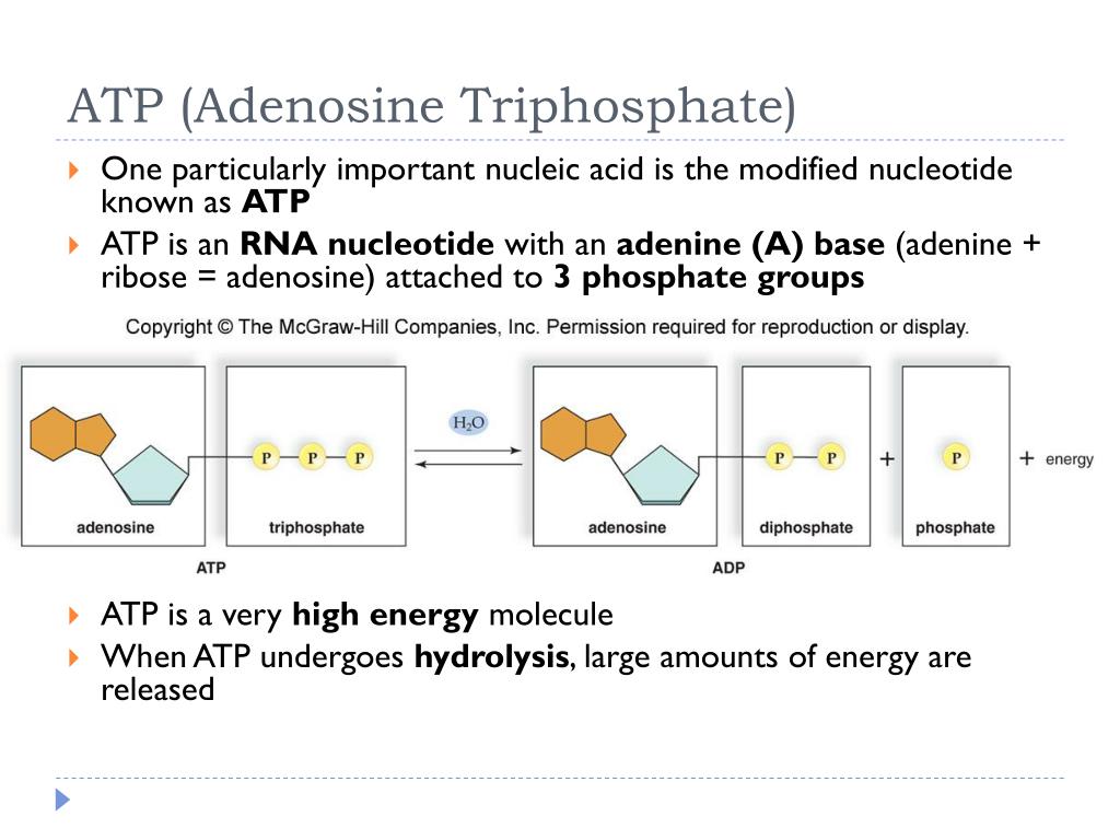 PPT - Cell Biology: Cell Compounds and Biological Molecules PowerPoint ...