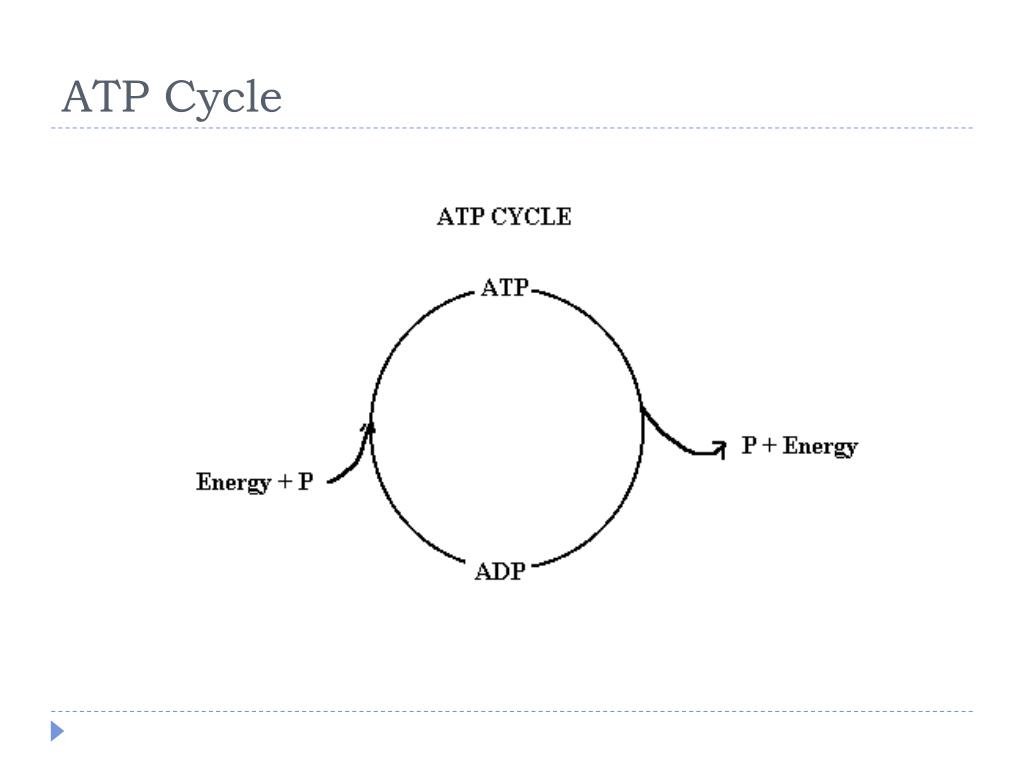PPT - Cell Biology: Cell Compounds and Biological Molecules PowerPoint ...