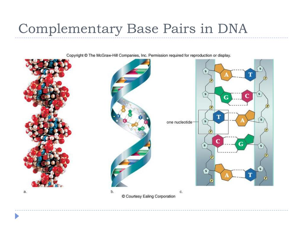PPT - Cell Biology: Cell Compounds and Biological Molecules PowerPoint ...