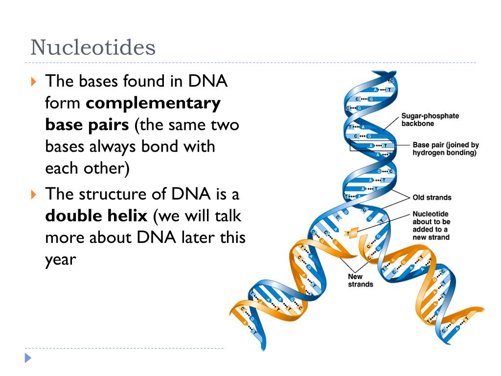PPT - Cell Biology: Cell Compounds and Biological Molecules PowerPoint ...