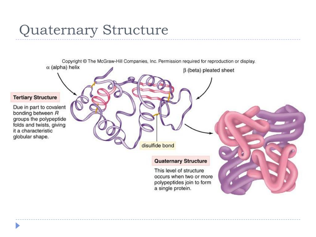 PPT - Cell Biology: Cell Compounds and Biological Molecules PowerPoint ...
