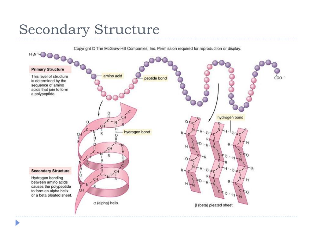 PPT - Cell Biology: Cell Compounds and Biological Molecules PowerPoint ...