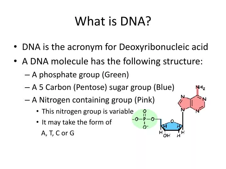 PPT - What is DNA? PowerPoint Presentation, free download - ID:2771617