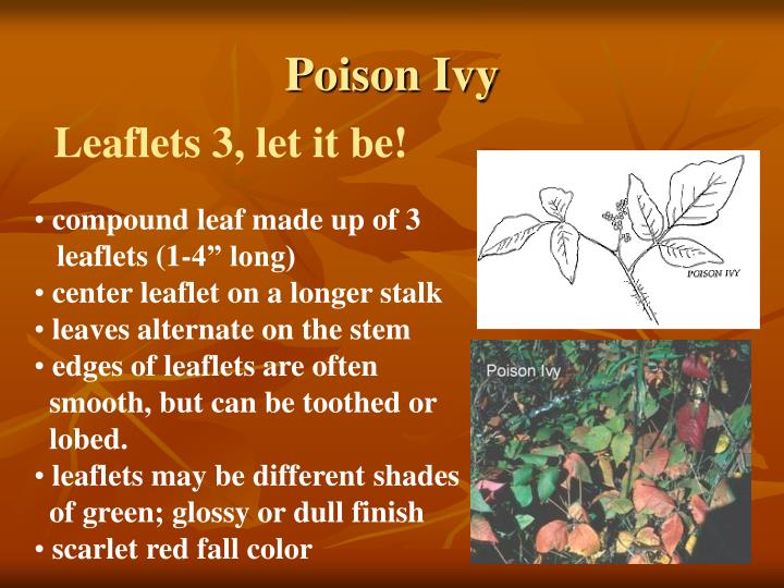 PPT - Poison Ivy PowerPoint Presentation - ID:2772275