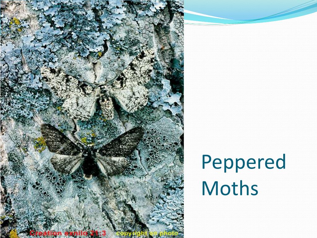 PPT - NEED Women’s Retreat 2010 PowerPoint Presentation, free download ...