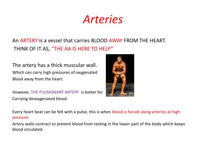 PPT - Structure and Function Of Blood Vessels PowerPoint Presentation ...
