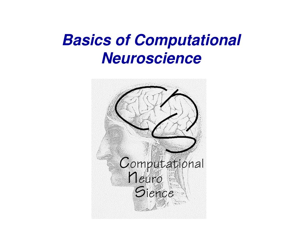 PPT - Basics of Computational Neuroscience PowerPoint Presentation ... PPT - Basics of Computational Neuroscience PowerPoint Presentation ...