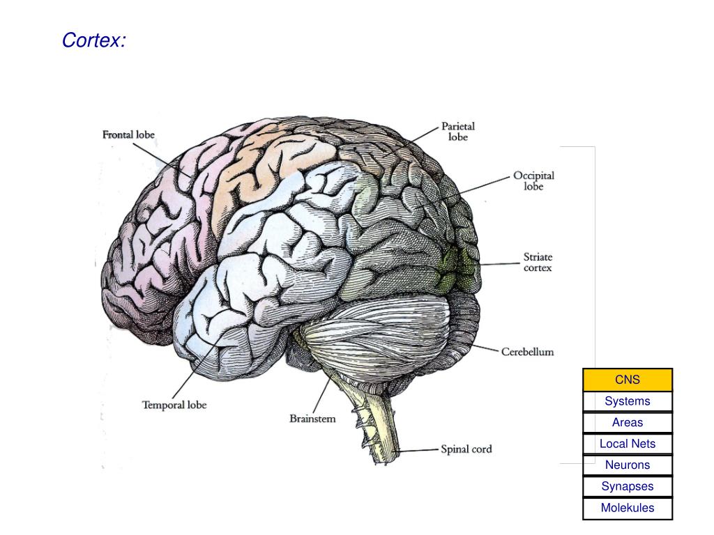 PPT - Basics of Computational Neuroscience PowerPoint Presentation ... PPT - Basics of Computational Neuroscience PowerPoint Presentation ...