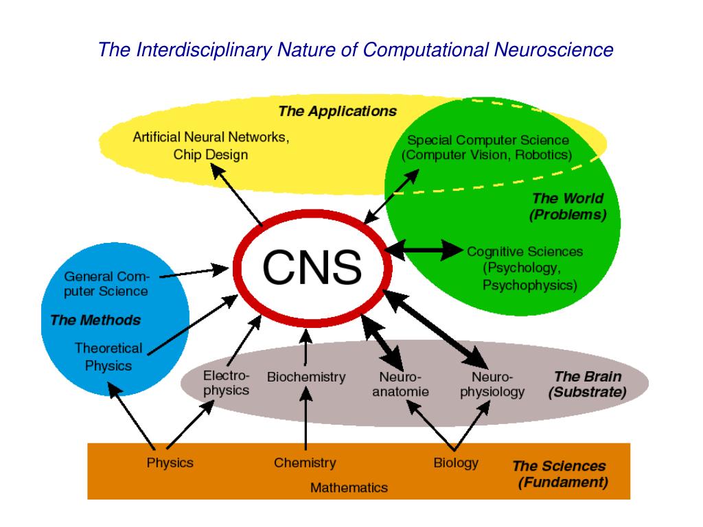 PPT - Basics of Computational Neuroscience PowerPoint Presentation ... PPT - Basics of Computational Neuroscience PowerPoint Presentation ...
