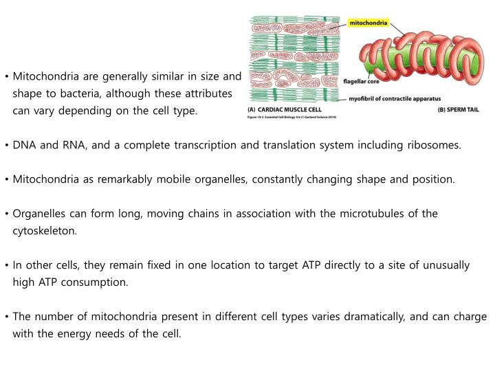 PPT - Mitochondria PowerPoint Presentation - ID:2775272