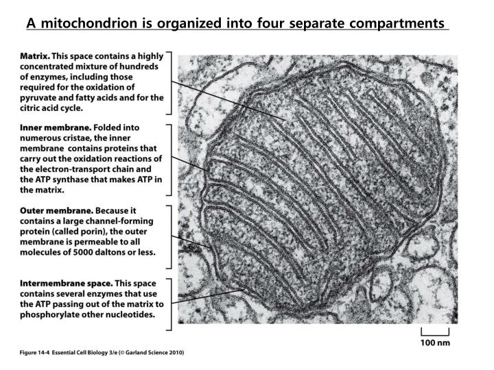 PPT - Mitochondria PowerPoint Presentation - ID:2775272