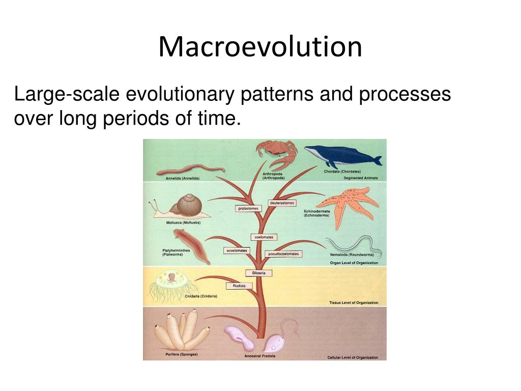 Ppt The Fossil Record Powerpoint Presentation Free Download Id 2776597