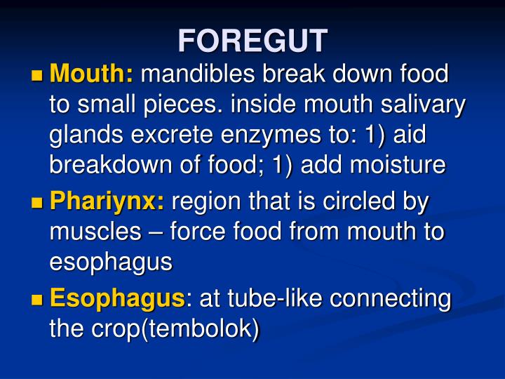 PPT - INTERNAL STRUCTURES OF INSECT PowerPoint Presentation - ID:2777018