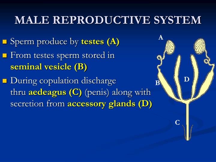 PPT - INTERNAL STRUCTURES OF INSECT PowerPoint Presentation - ID:2777018