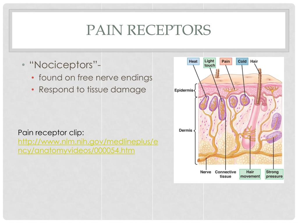 PPT - Do Now PowerPoint Presentation, free download - ID:2777393