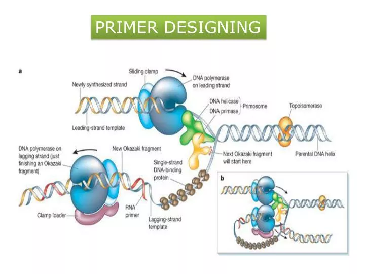 PPT - PRIMER DESIGNING PowerPoint Presentation, free download - ID:2778267 PPT - PRIMER DESIGNING PowerPoint Presentation, free download - ID:2778267