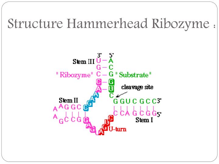 PPT - RIBOZYME PowerPoint Presentation - ID:2778396