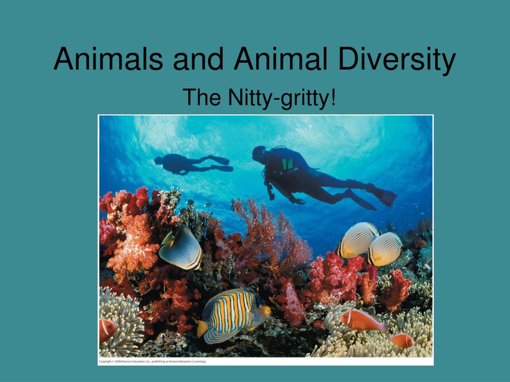PPT - Animals and Animal Diversity PowerPoint Presentation, free ...