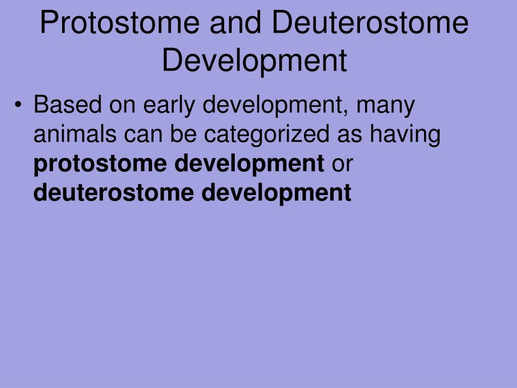 PPT - Animals and Animal Diversity PowerPoint Presentation, free ...