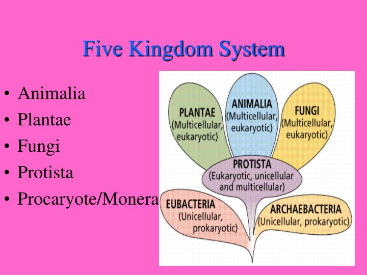 PPT - TAXONOMY PowerPoint Presentation - ID:2779063