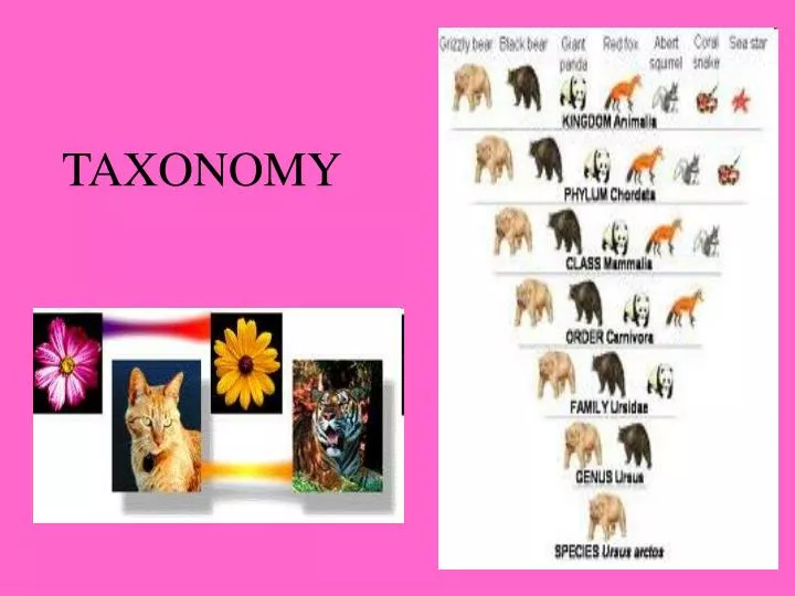 PPT - TAXONOMY PowerPoint Presentation, free download - ID:2779063