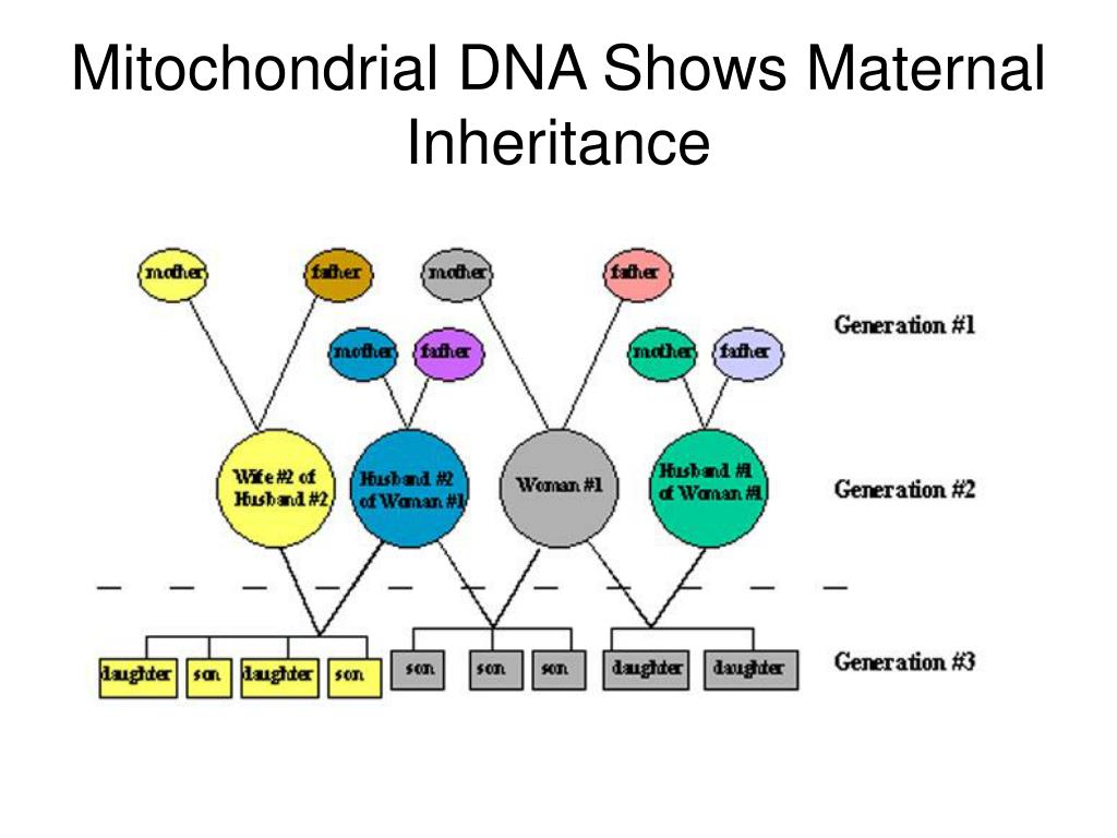 PPT - Investigating Bear Ancestry: Taxonomic Relationships of Polar and ...