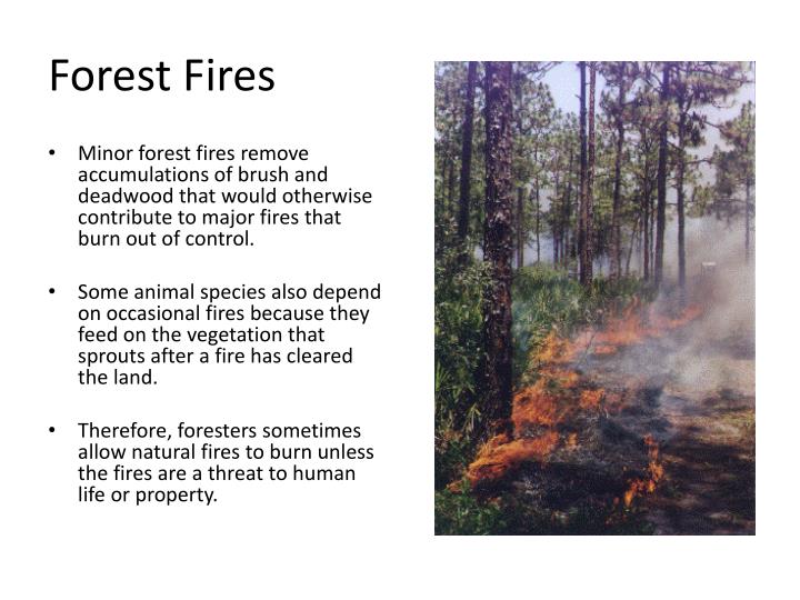 PPT - How Ecosystems Change: A Look at Ecological Succession PowerPoint ...