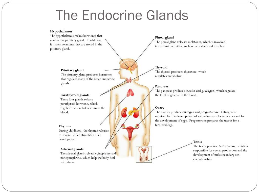Ppt Endocrine System Powerpoint Presentation Free Download Id 2780805