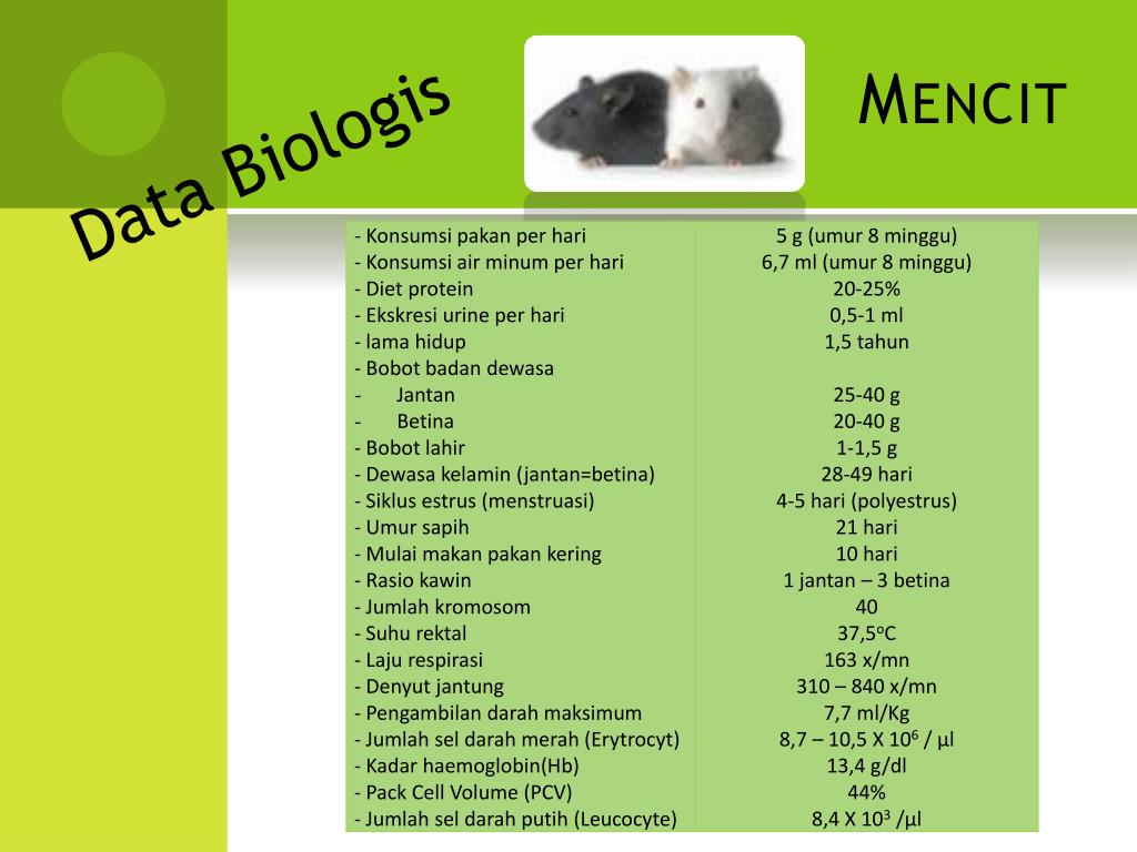 PPT - PEMANFAATAN & PENGELOLAAN HEWAN COBA DALAM EVALUASI GIZI PANGAN ...