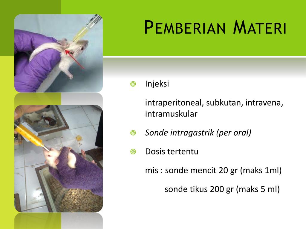 PPT - PEMANFAATAN & PENGELOLAAN HEWAN COBA DALAM EVALUASI GIZI PANGAN ...