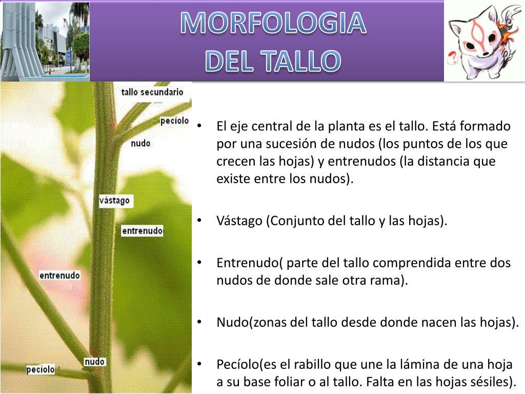 PPT - Tema : 1.-raiz. 2.-tallo. 3.-hoja. 4.-Flor. PowerPoint ...