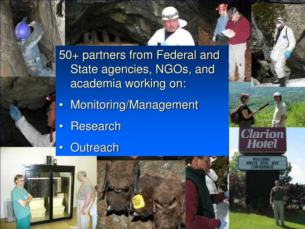 PPT - White-nose Syndrome (WNS): An Emergent Threat to Bats in North ...