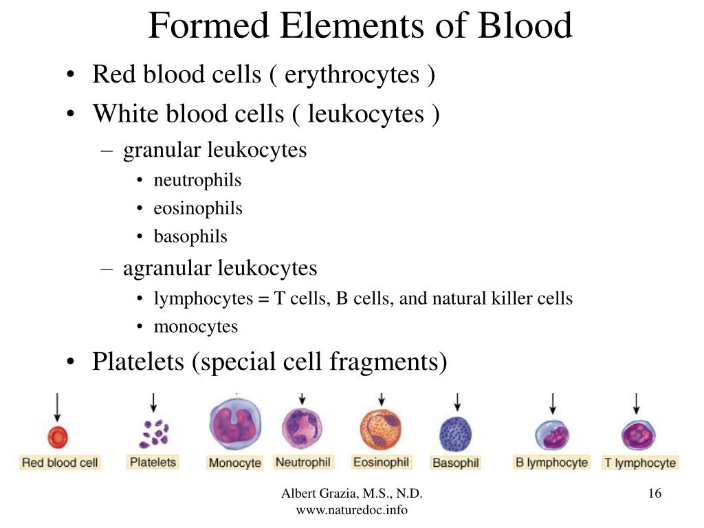 PPT - Anatomy & Physiology 2 Ch 19 - Blood PowerPoint Presentation - ID ...