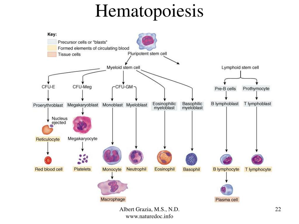 PPT - Anatomy & Physiology 2 Ch 19 - Blood PowerPoint Presentation - ID ...