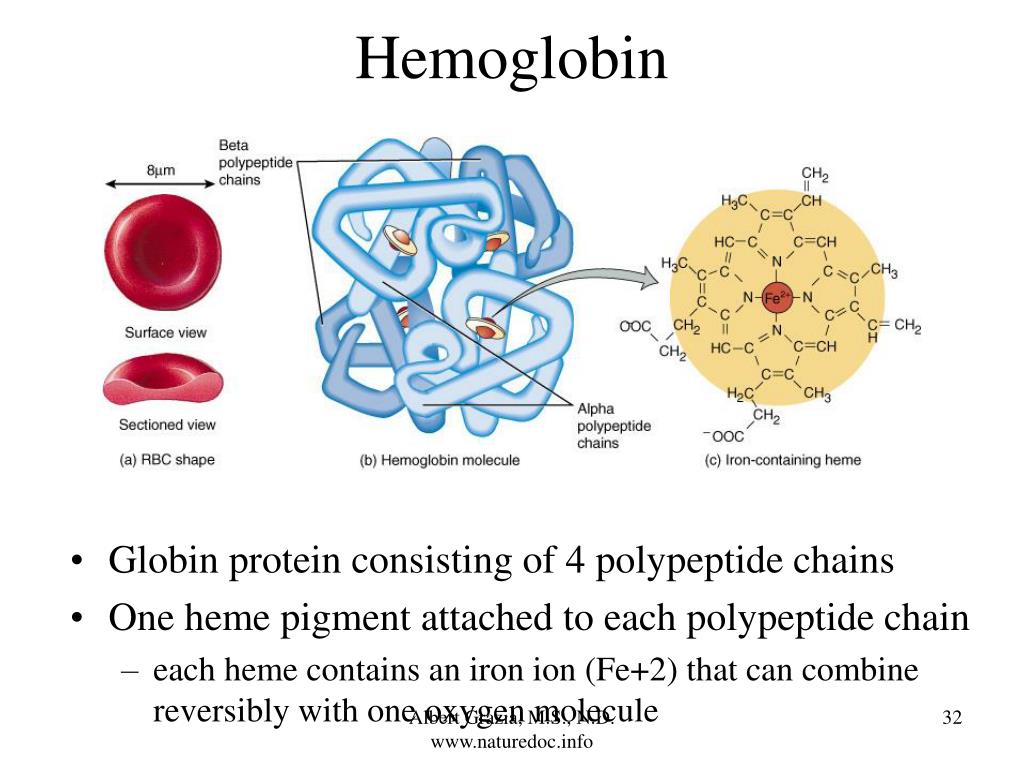 PPT - Anatomy & Physiology 2 Ch 19 - Blood PowerPoint Presentation - ID ...