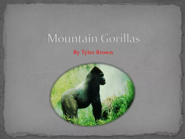 PPT - Mountain Gorillas PowerPoint Presentation, free download - ID:2782599