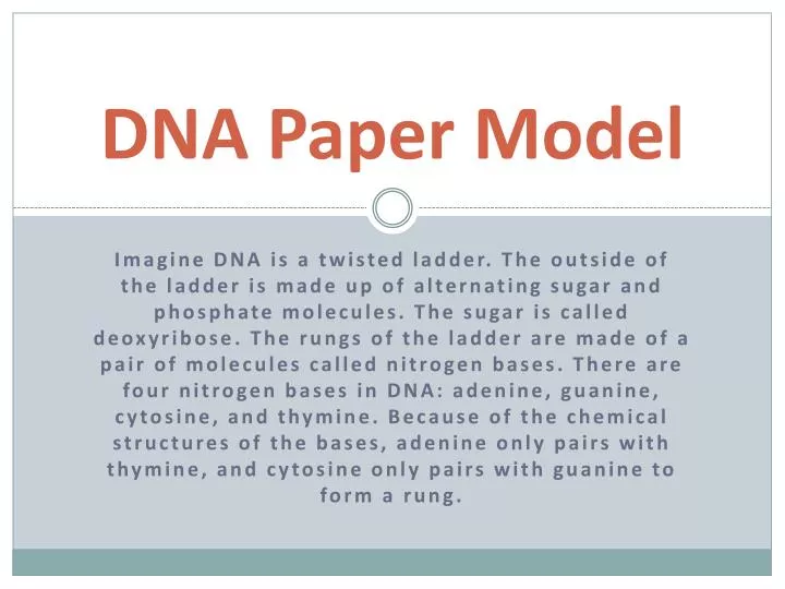 PPT - DNA Paper Model PowerPoint Presentation, free download - ID:2782634