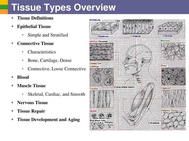 PPT - Tissue Types Overview PowerPoint Presentation, free download - ID ...