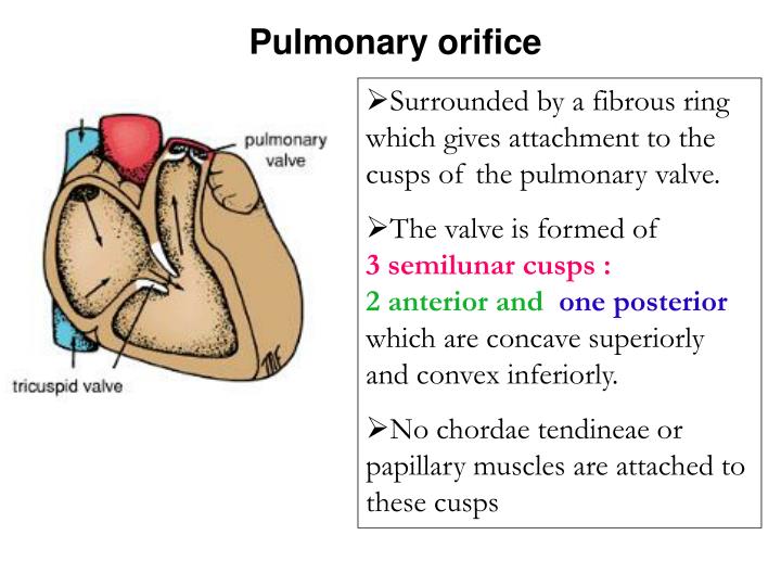 PPT - Anatomy of the Heart PowerPoint Presentation - ID:2782909