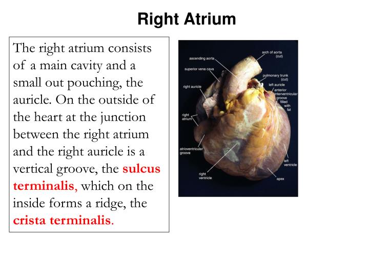 PPT - Anatomy of the Heart PowerPoint Presentation - ID:2782909