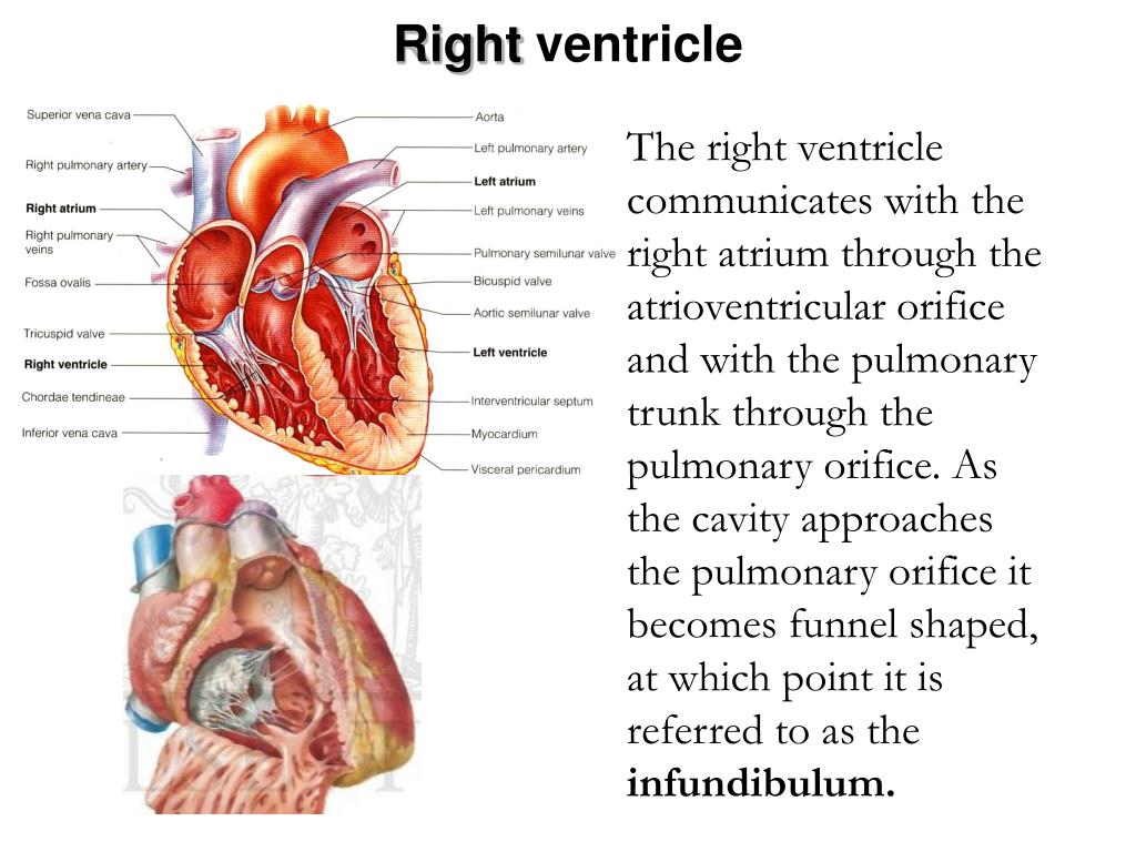 Right Ventricle Heart