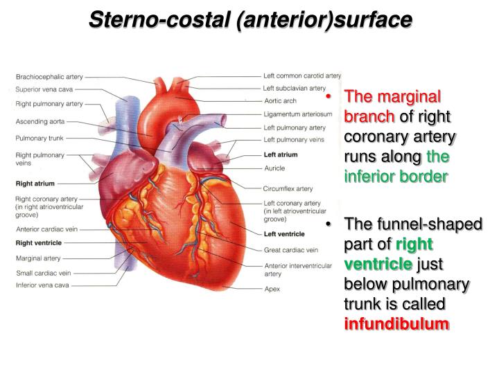 PPT - Anatomy of the Heart PowerPoint Presentation - ID:2782909